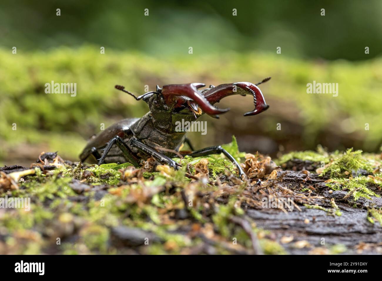 Stag beetle (Lucanus cervus), horned beetle, fire beetle, male with ...