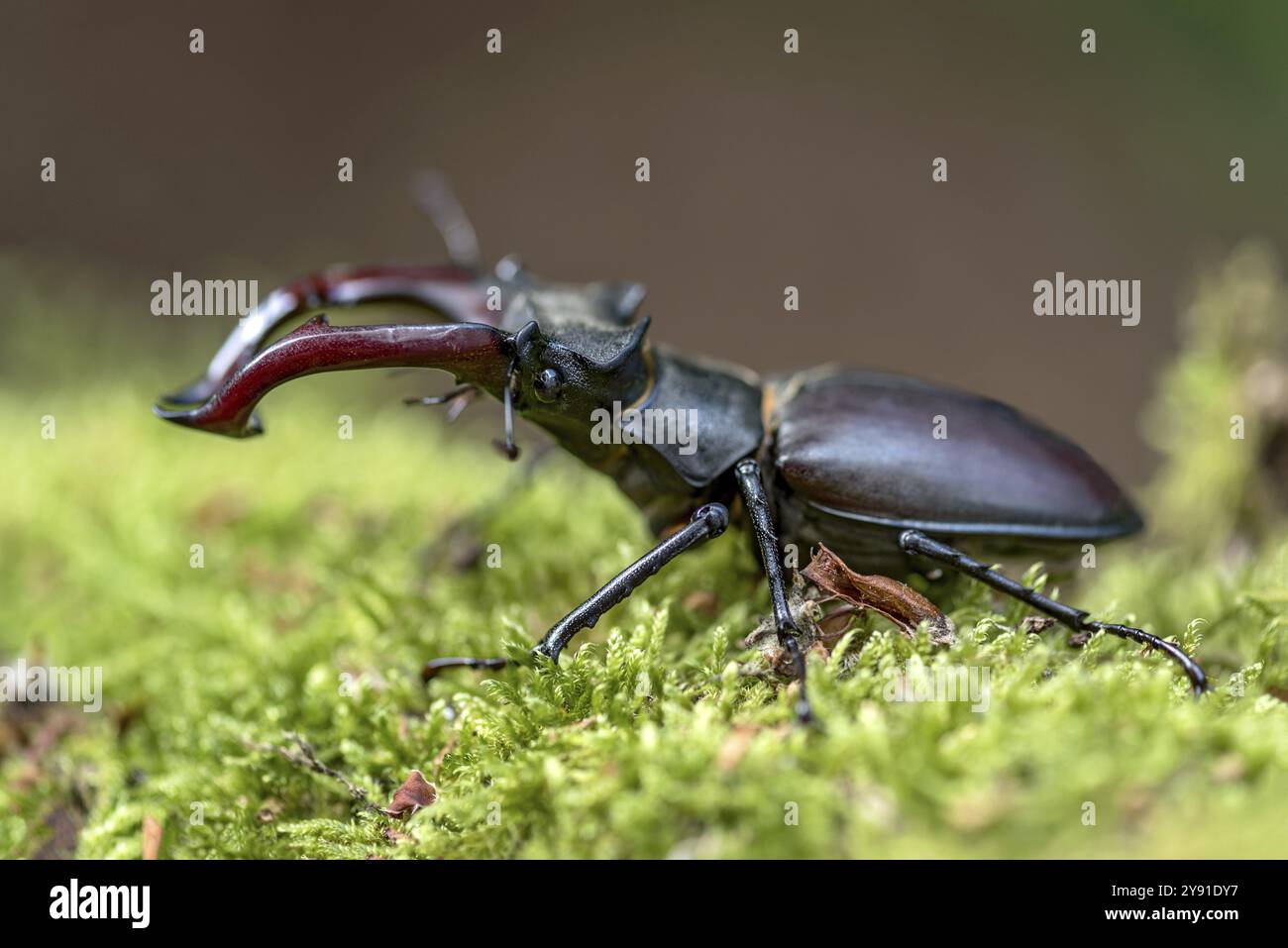 Stag beetle (Lucanus cervus), horned beetle, fire beetle, male with ...