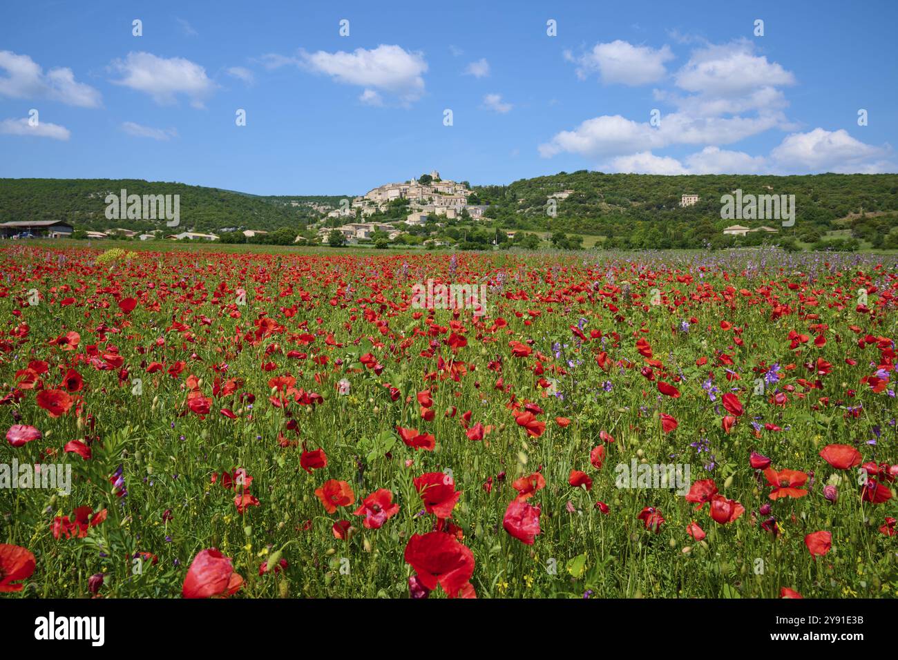 Poppy fields in south france hi-res stock photography and images - Alamy