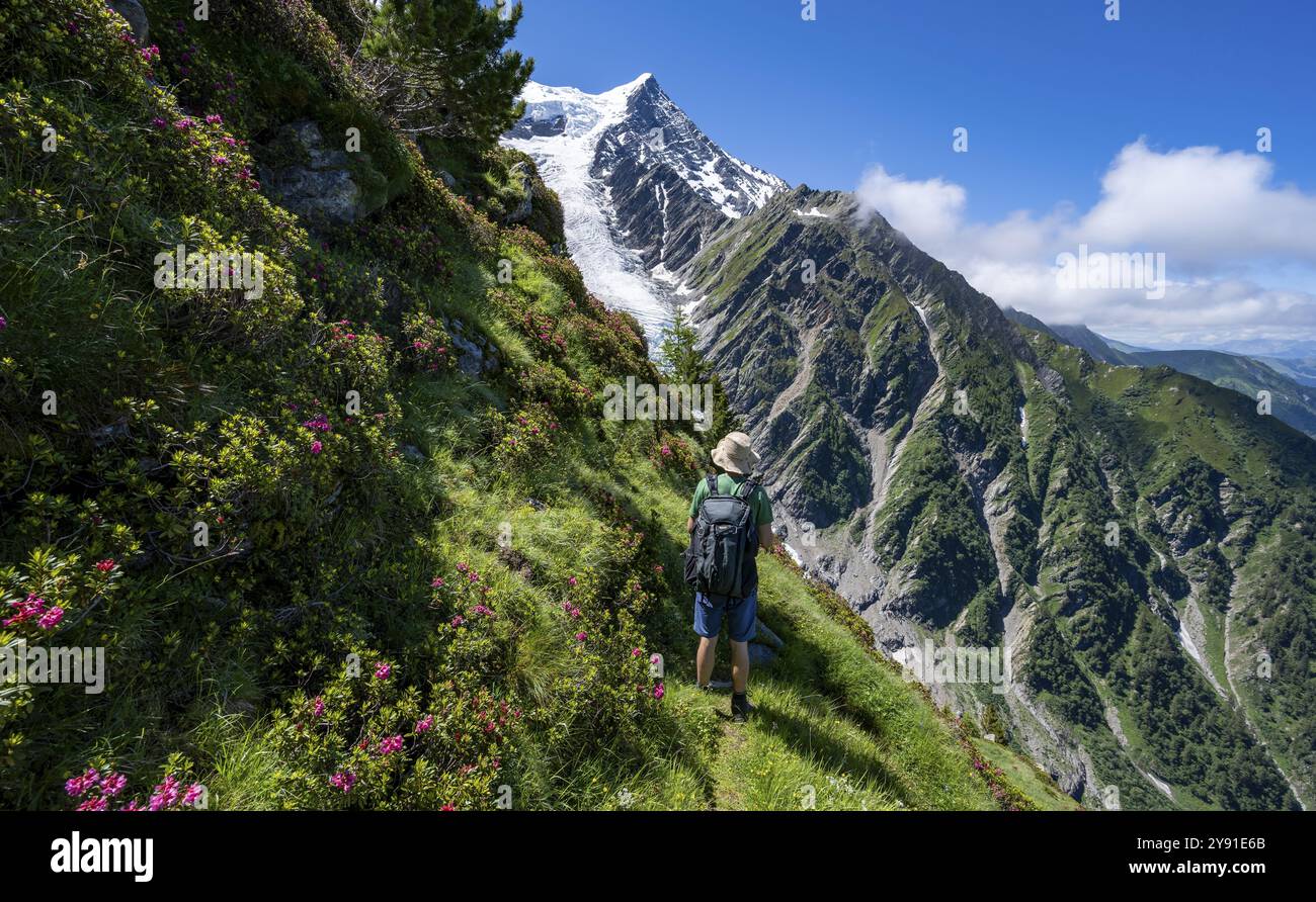 Mountaineer between alpine roses on a hiking trail, impressive mountain ...