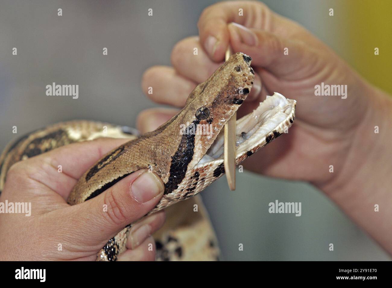 Boa constrictor, king snake, examination at the vet Stock Photo - Alamy