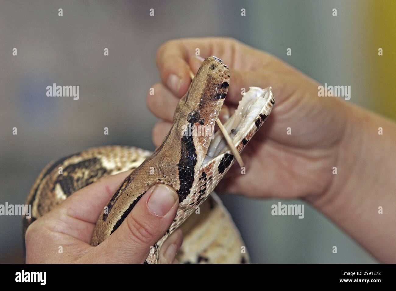 Boa constrictor, king snake, examination at the vet Stock Photo - Alamy