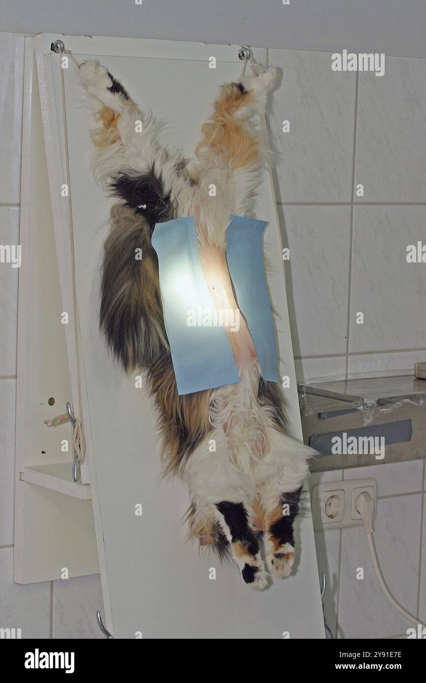 Neutering a cat, vet, Persian cat, preparation for surgery Stock Photo ...