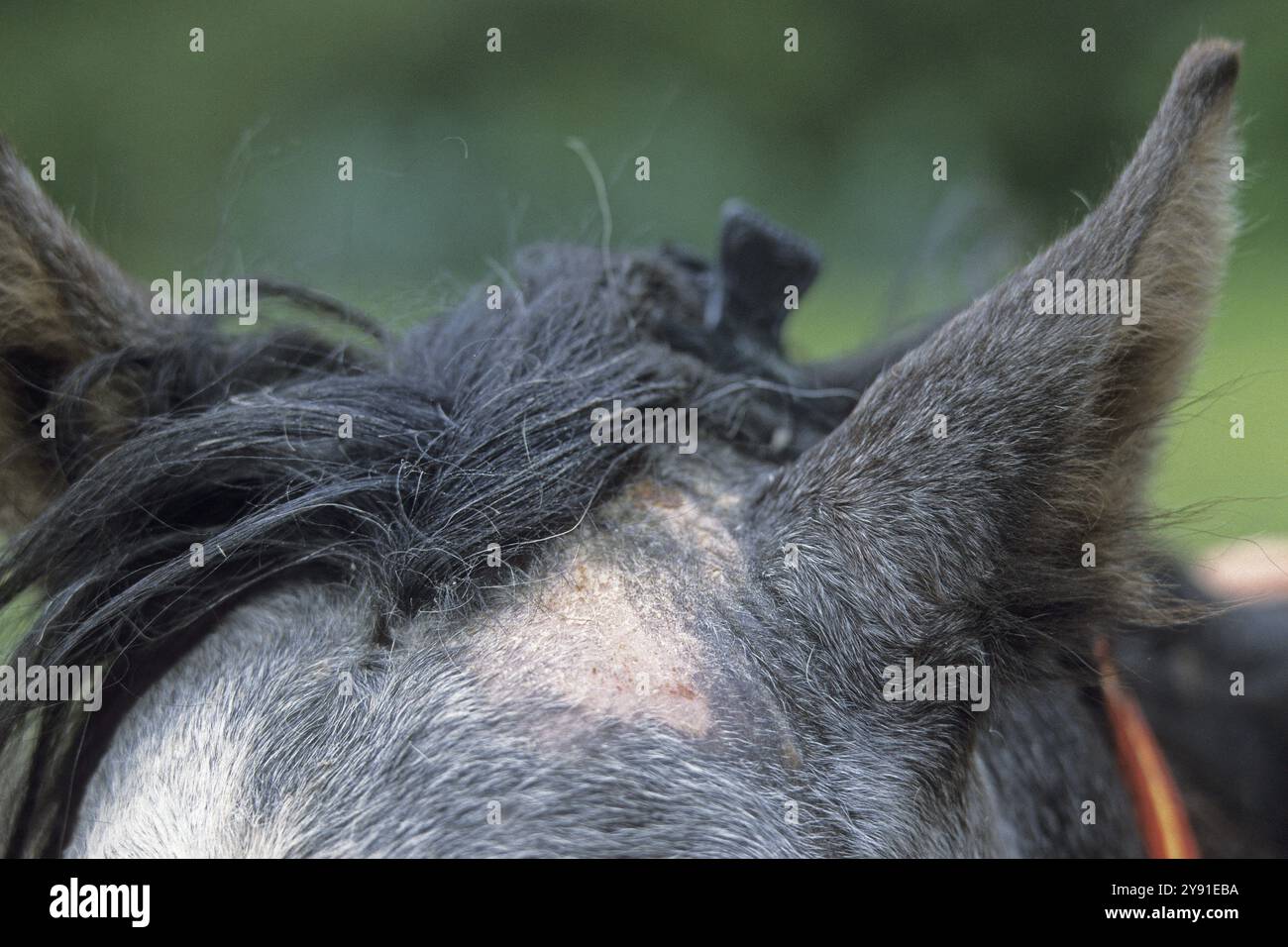 Hair parasites hi-res stock photography and images - Alamy