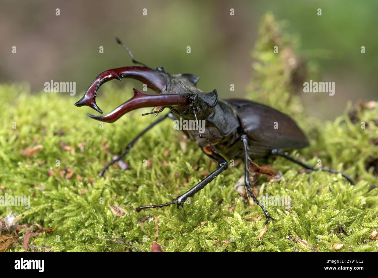 Stag beetle (Lucanus cervus), horned beetle, fire beetle, male with ...