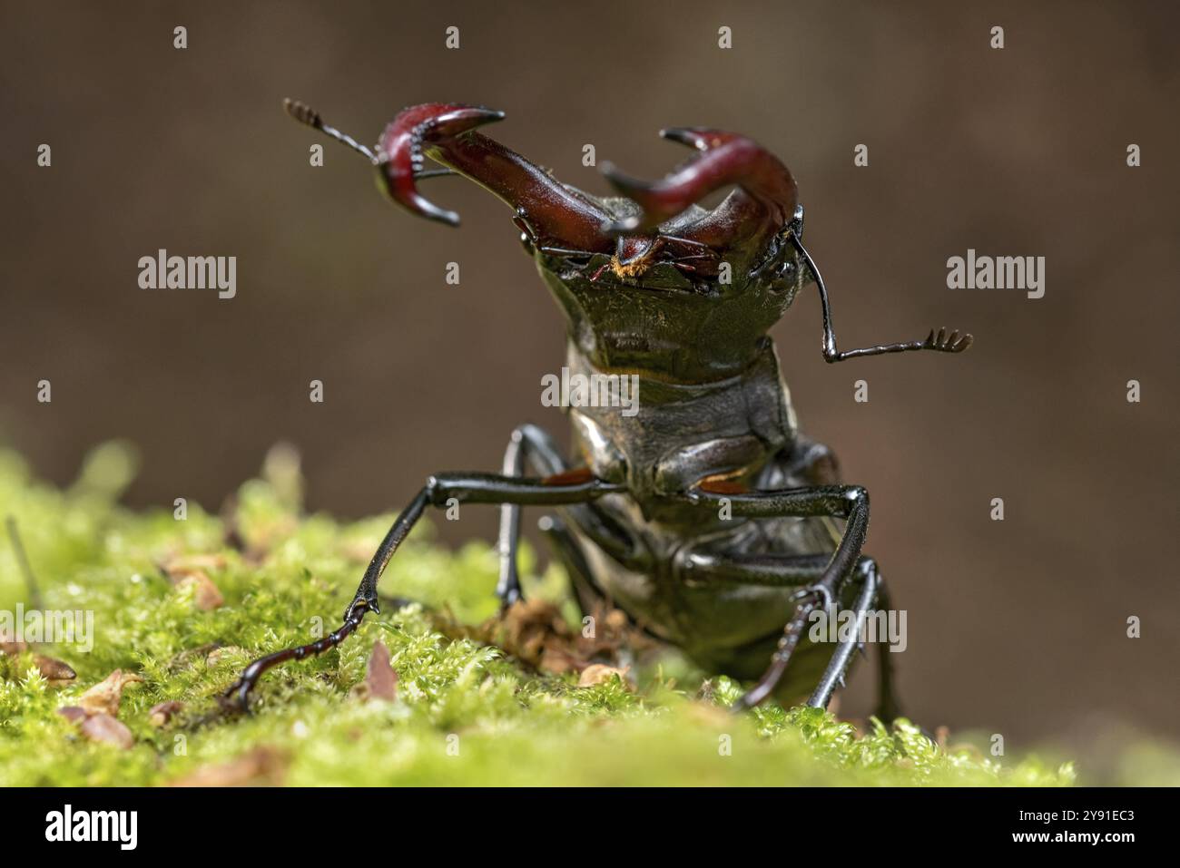 Stag beetle (Lucanus cervus), horned beetle, fire beetle, male with ...