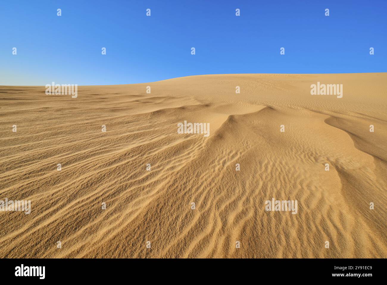 Wide sand dunes under a blue sky in the desert, Matruh, Great Sand Sea ...