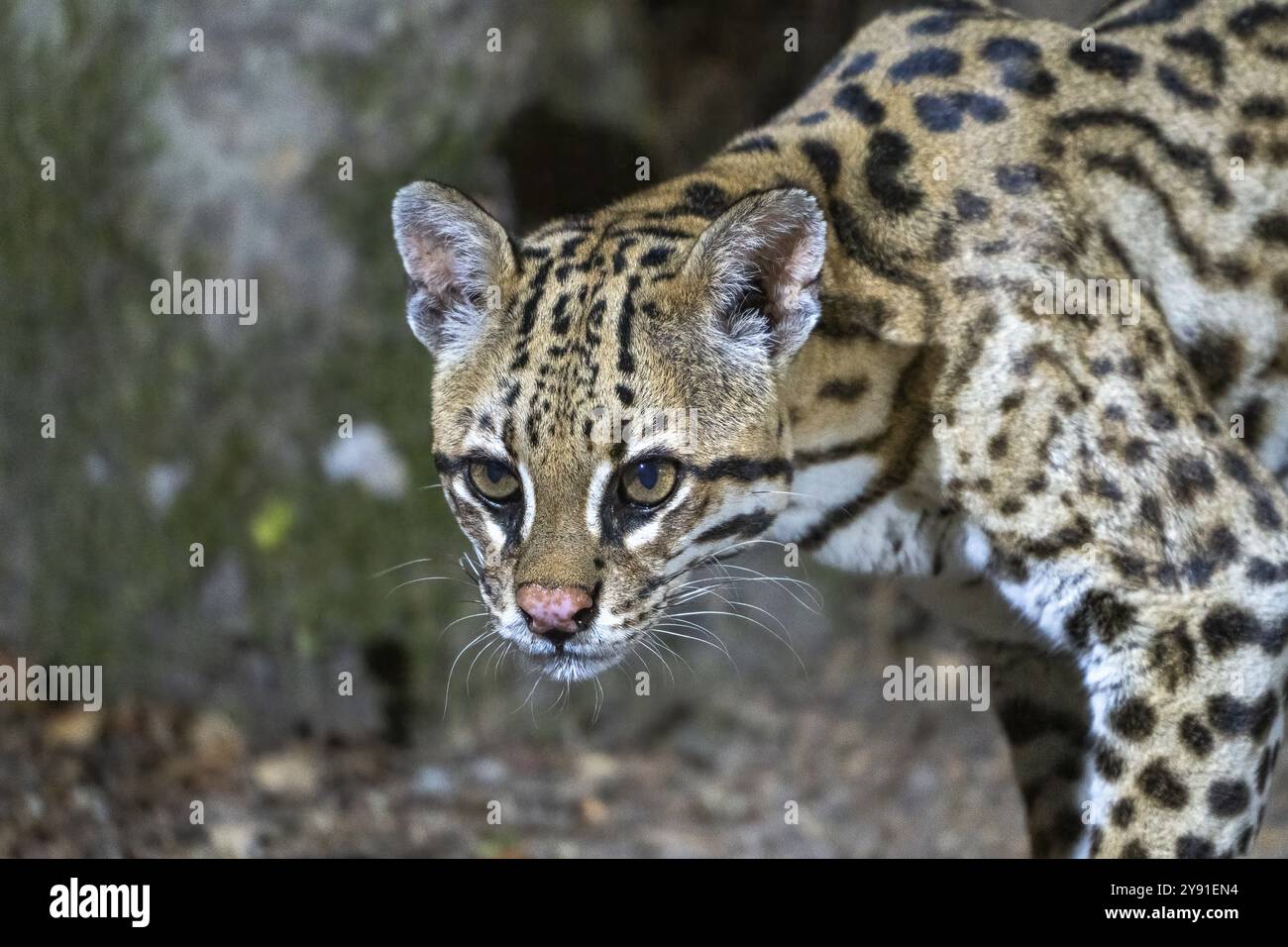 Ocelot (Leopardus pardalis), animal portrait, at night, Pantanal ...