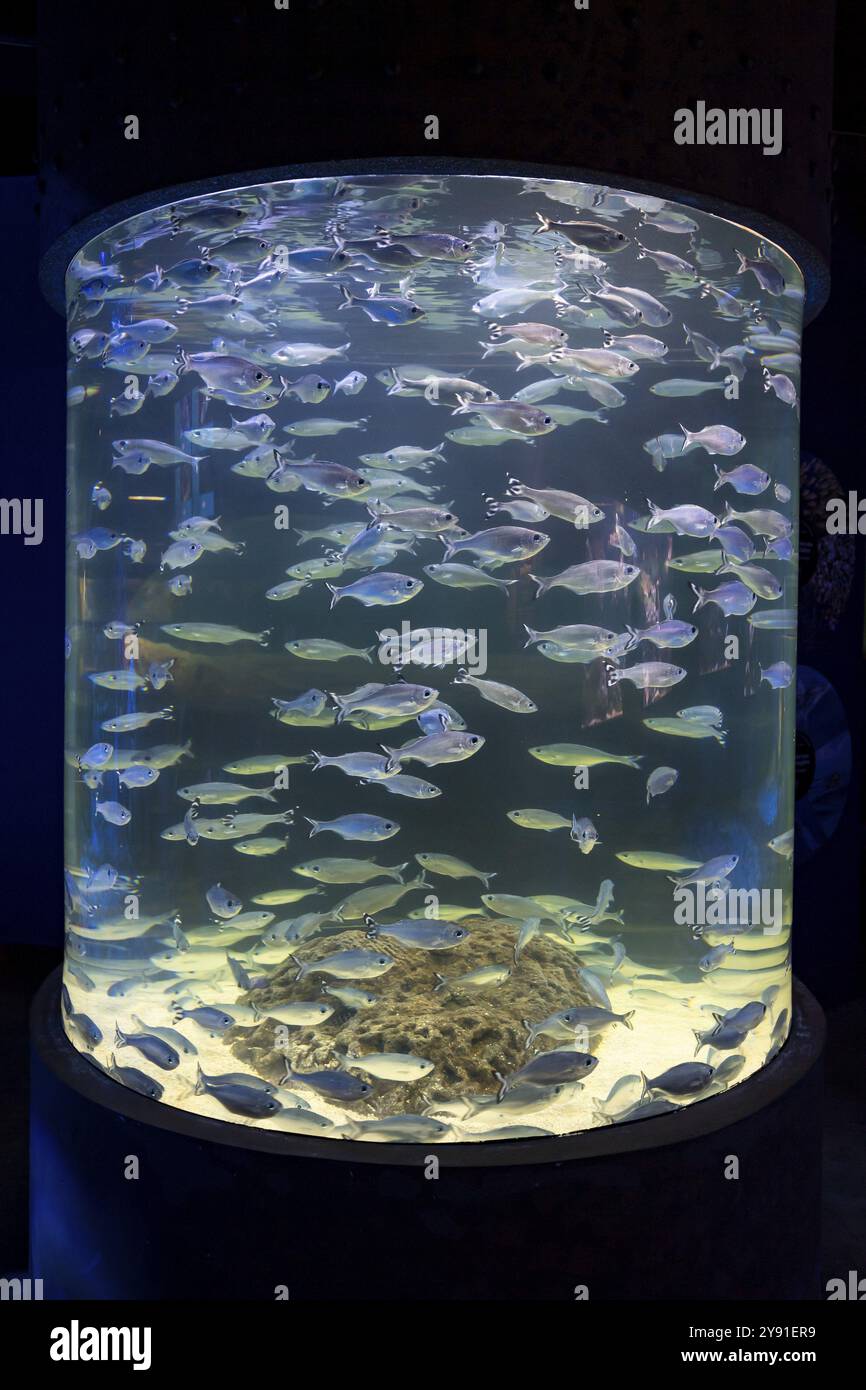 Exhibition room, aquarium, Odysseo Oceanarium Mauritius, show aquarium ...