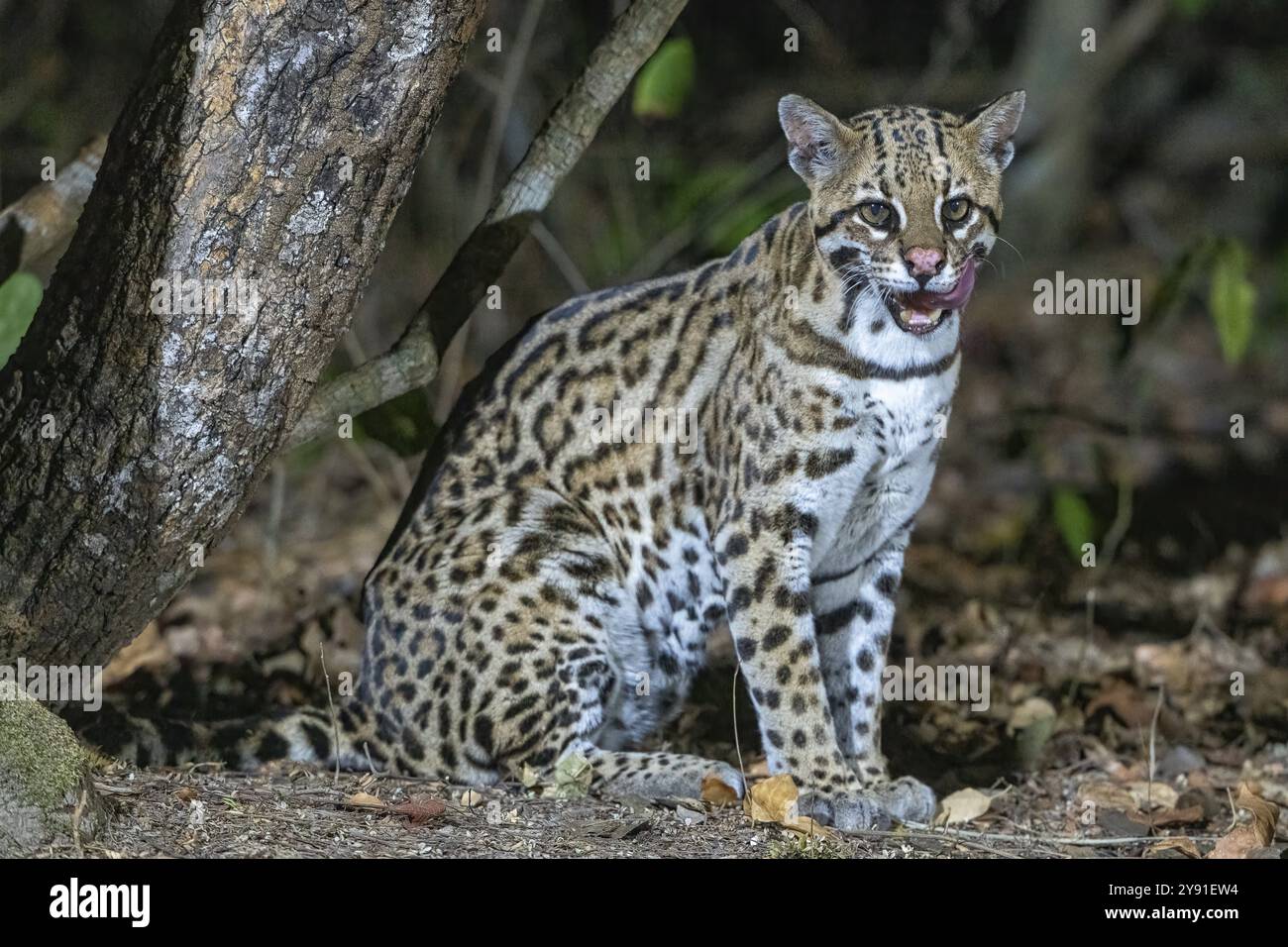 Ocelot (Leopardus pardalis), sitting, at night, Pantanal, inland, wetland, UNESCO Biosphere ...