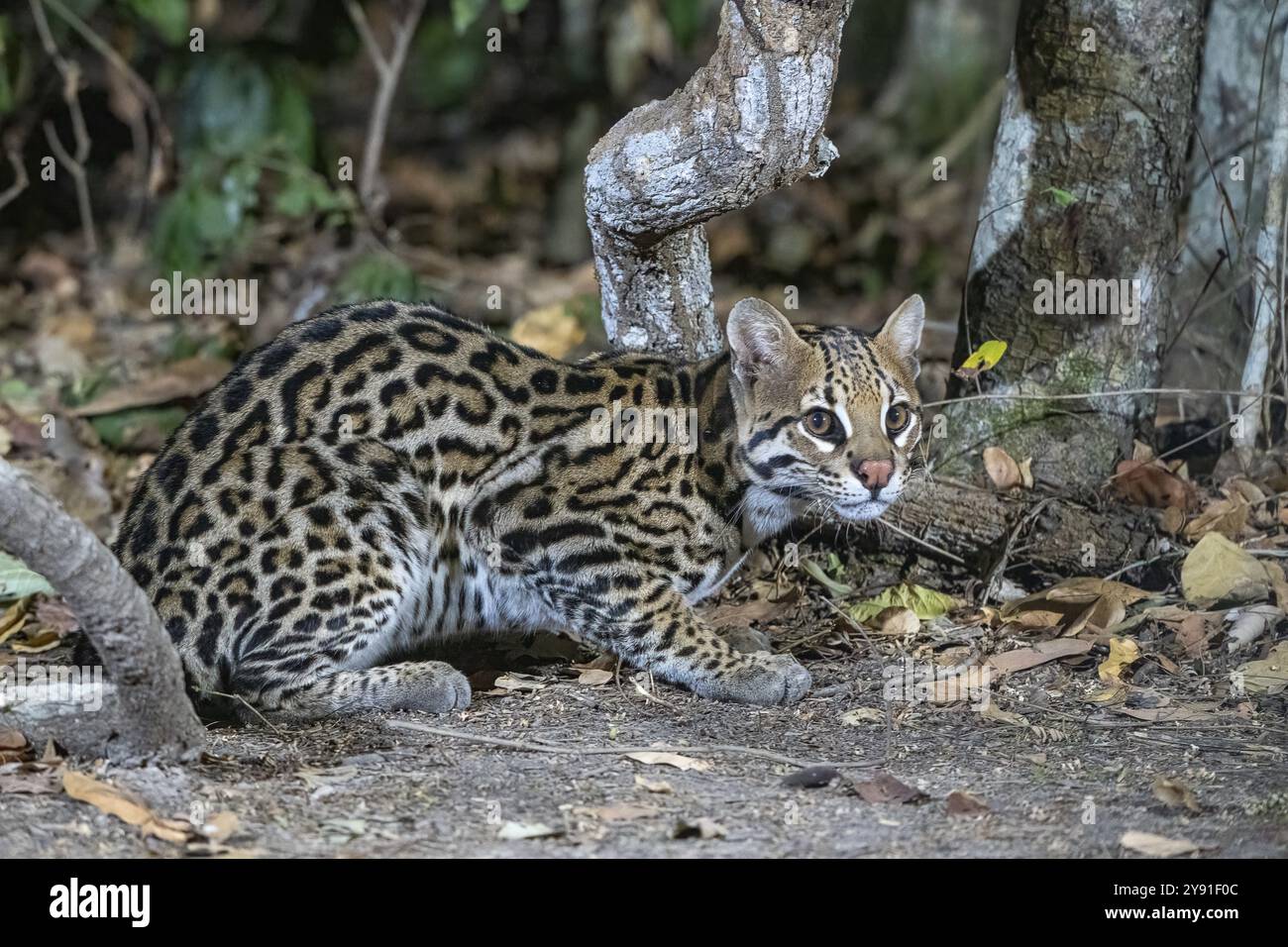 Ocelot (Leopardus pardalis), creeping up, at night, Pantanal, inland ...