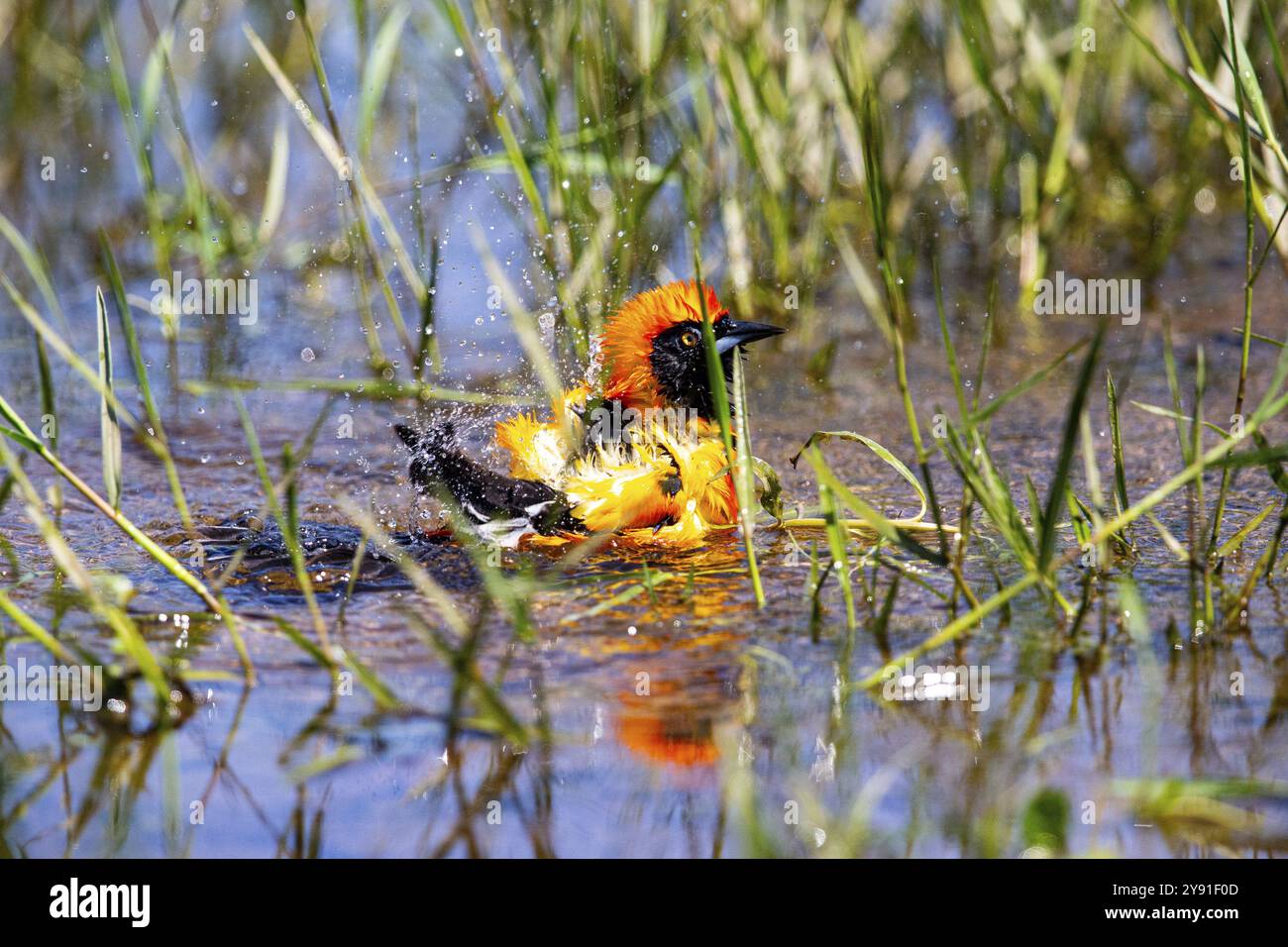 Orangetroupial (Icterus icterus) Pantanal Brazil Stock Photo - Alamy