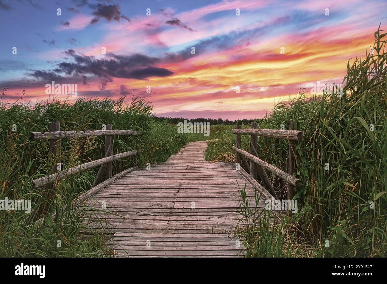 Wooden bridge leads through tall plants into an open meadow under a ...