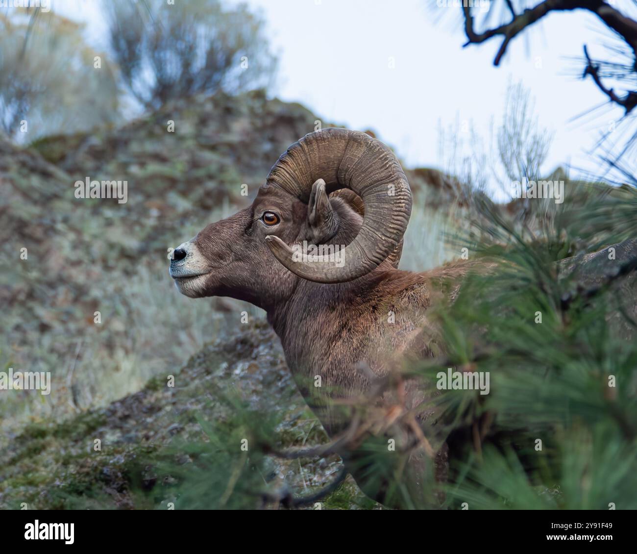 Curved horns on sheep hi-res stock photography and images - Alamy