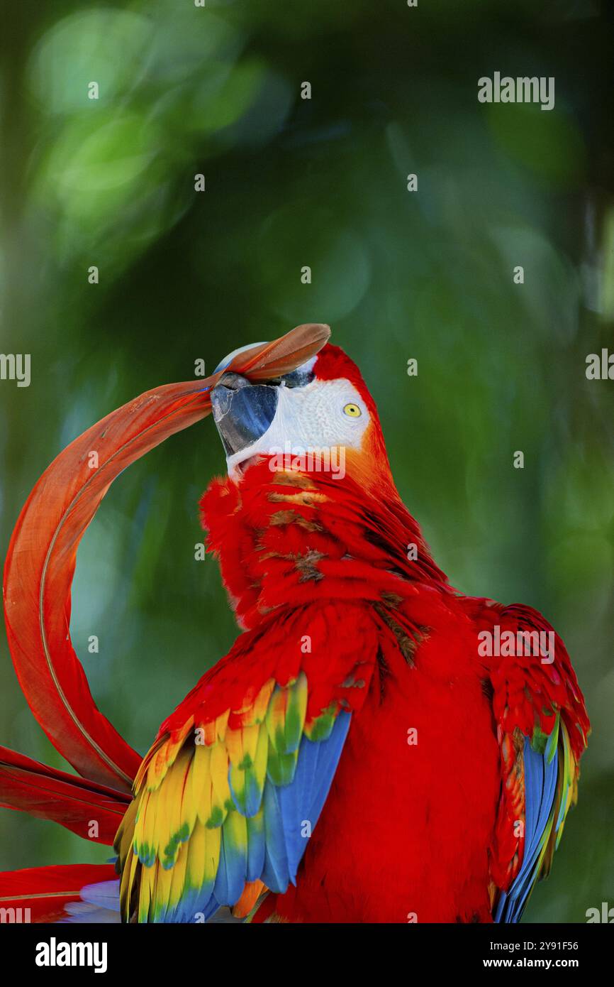 Scarlet Macaw (Ara Macao) Pantanal Brazil Stock Photo - Alamy