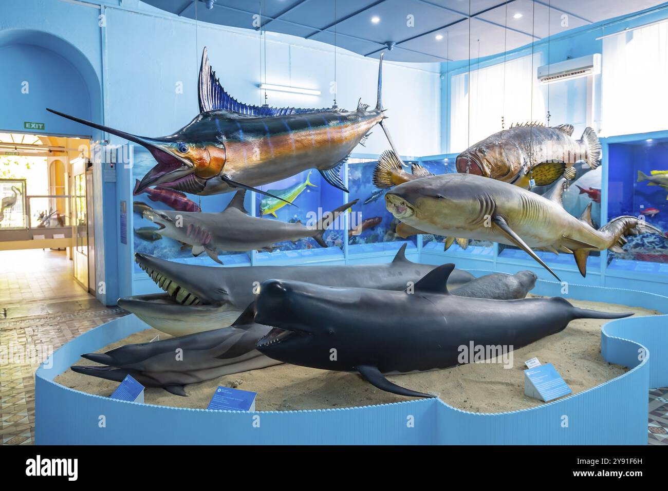 Exhibition, Natural History Museum, Mauritius Institute, Port Louis ...