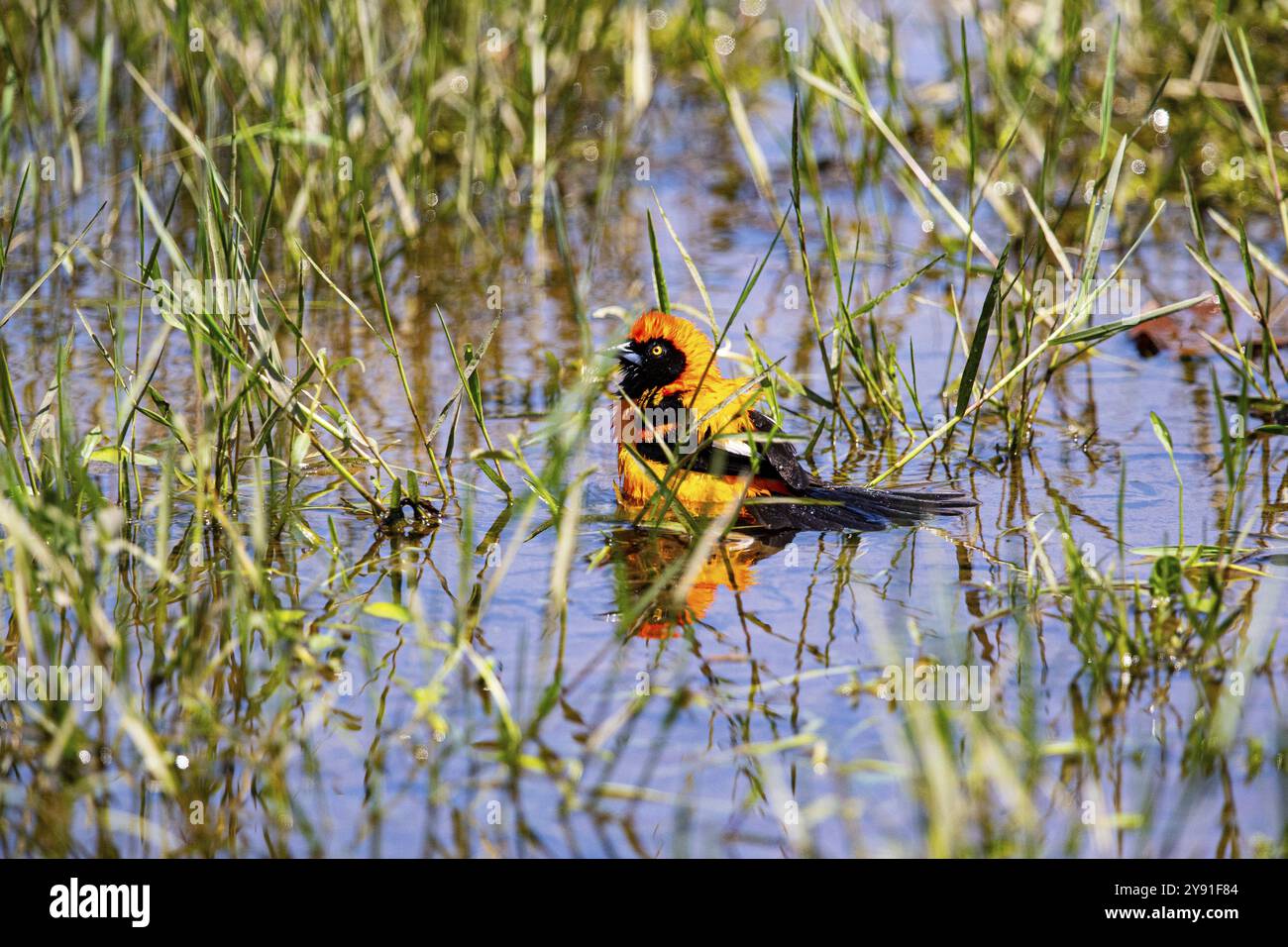 Orangetroupial (Icterus icterus) Pantanal Brazil Stock Photo - Alamy