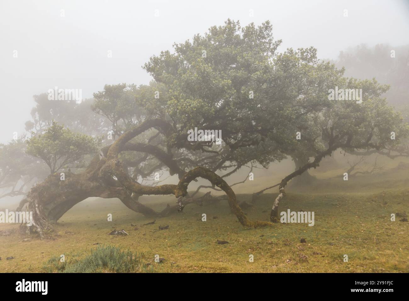 Old laurel trees hi-res stock photography and images - Alamy