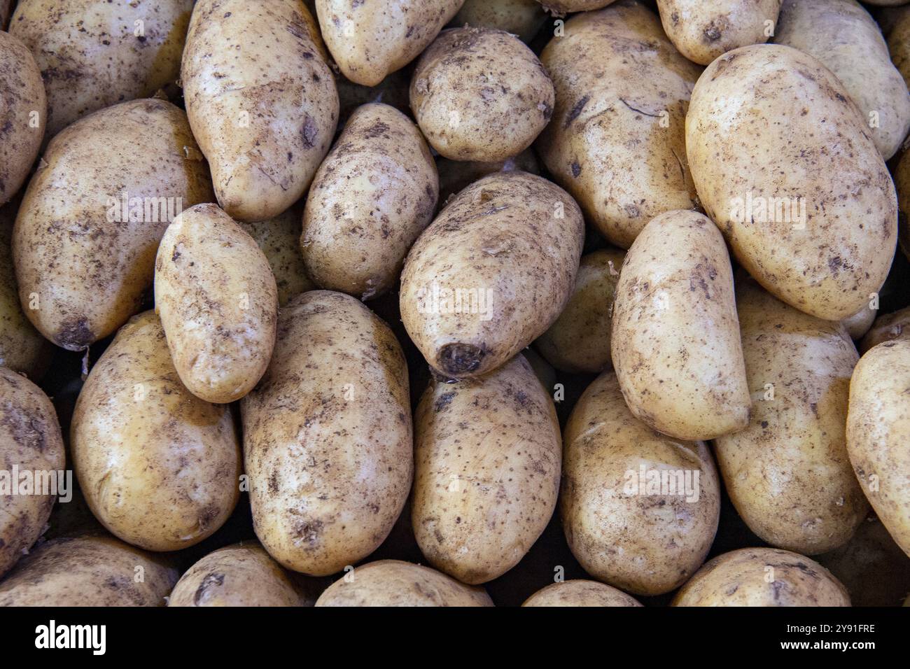 Fruit and vegetable market, market hall, potatoes (Solanum tuberosum ...
