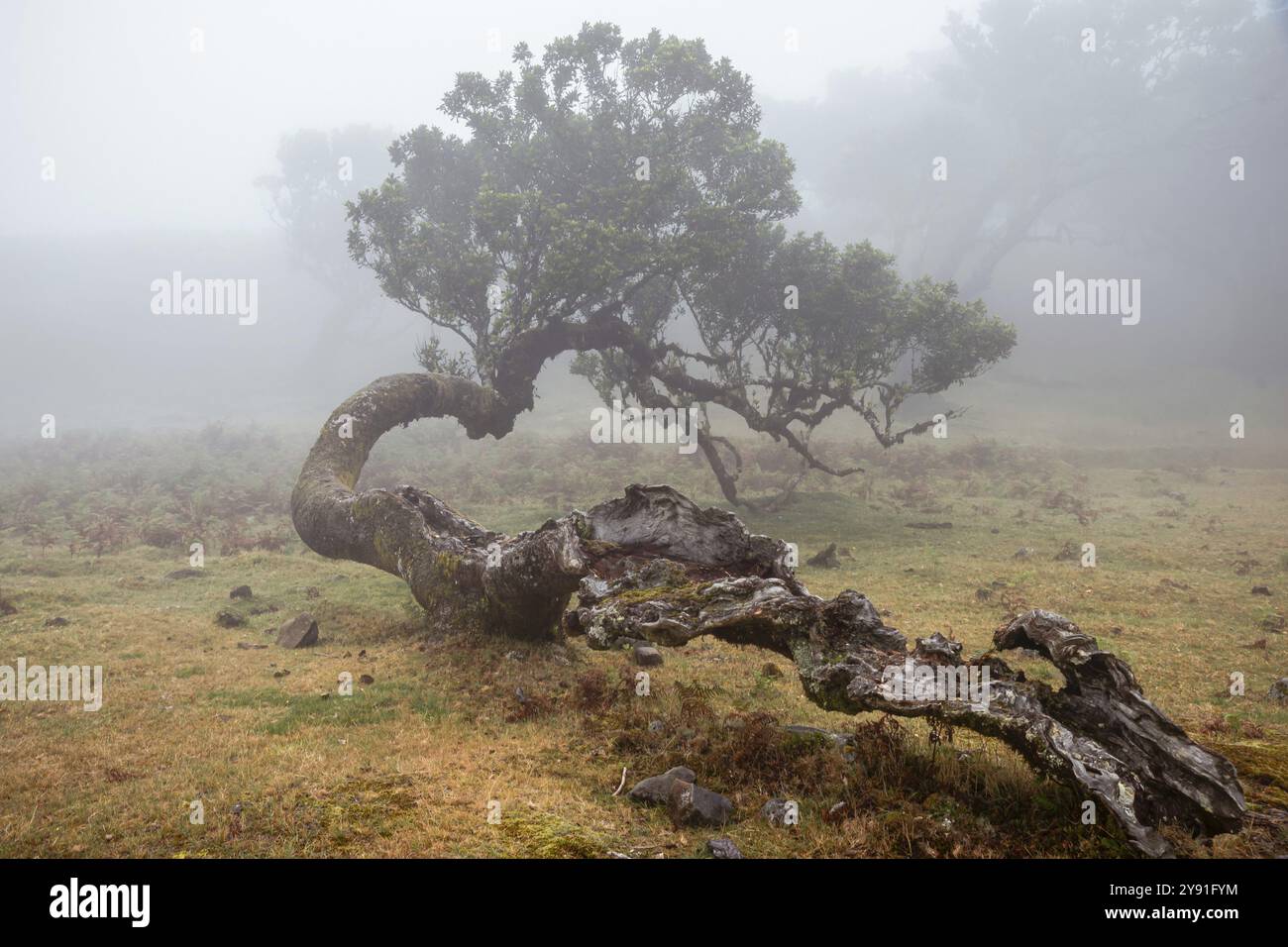 Old laurel tree in the mist, stink laurel (Ocotea foetens), old laurel ...
