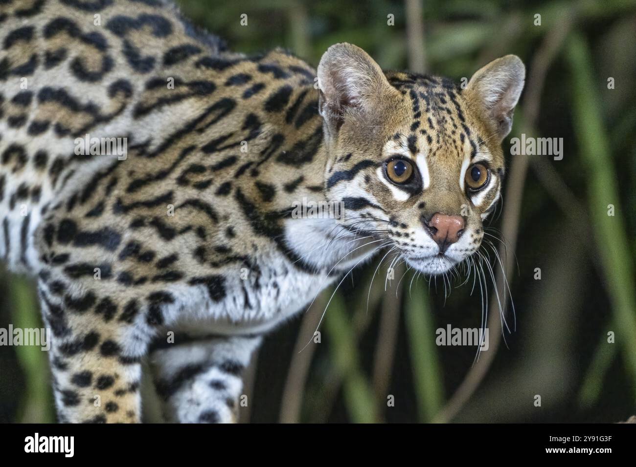 Ocelot (Leopardus pardalis), animal portrait, at night, Pantanal, inland, wetland, UNESCO ...