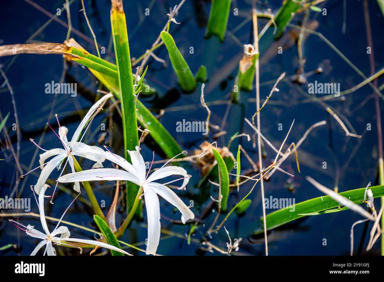Southern Swamp Lily at the water surface of wetland swamp in the ...