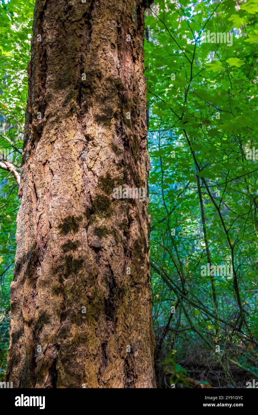 Maple leaf shadows on a Douglas Fir trunk in Millersylvania State Park ...