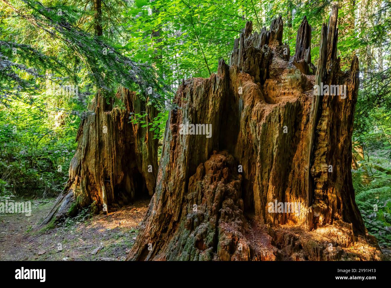 Western Red Cedar stumps left from the original logging in ...