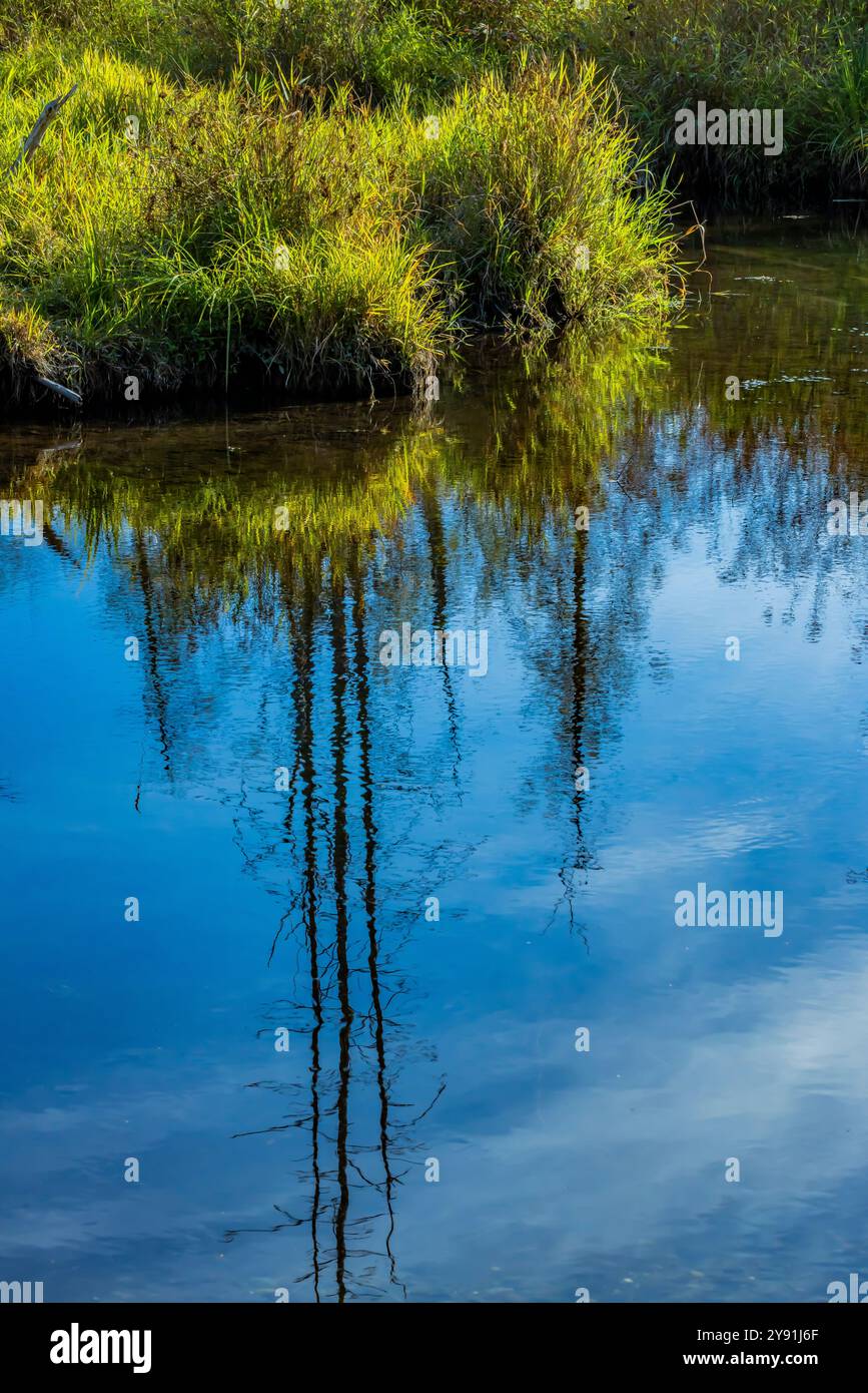 Stream along Fen Way Boardwalk in Millersylvania State Park, Washington ...