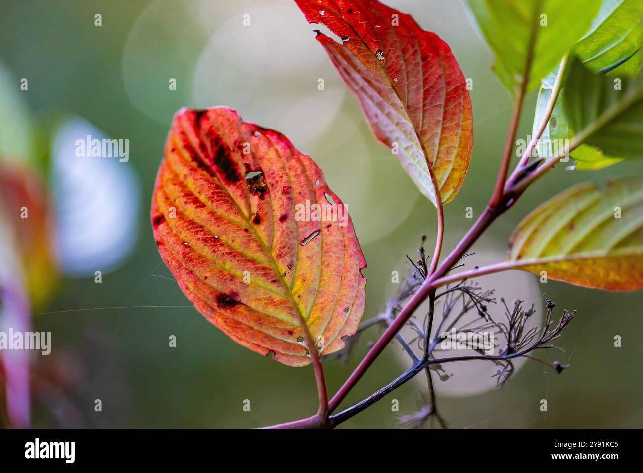 Pacific Dogwood, Cornus nuttallii, autumn leaves in Millersylvania ...