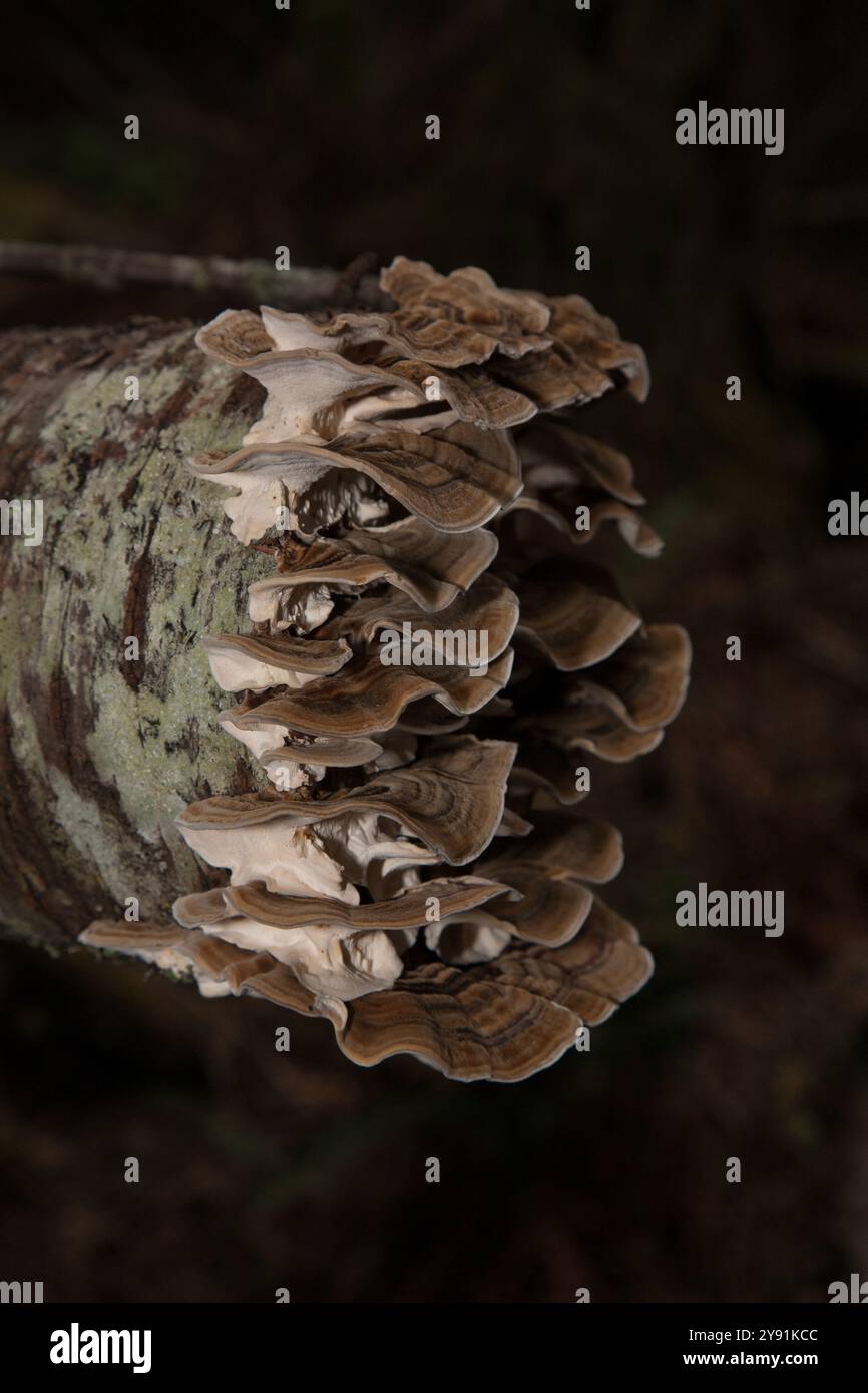 Shelf fungus on the end of a rotting log, Obstruction Pass State Park ...