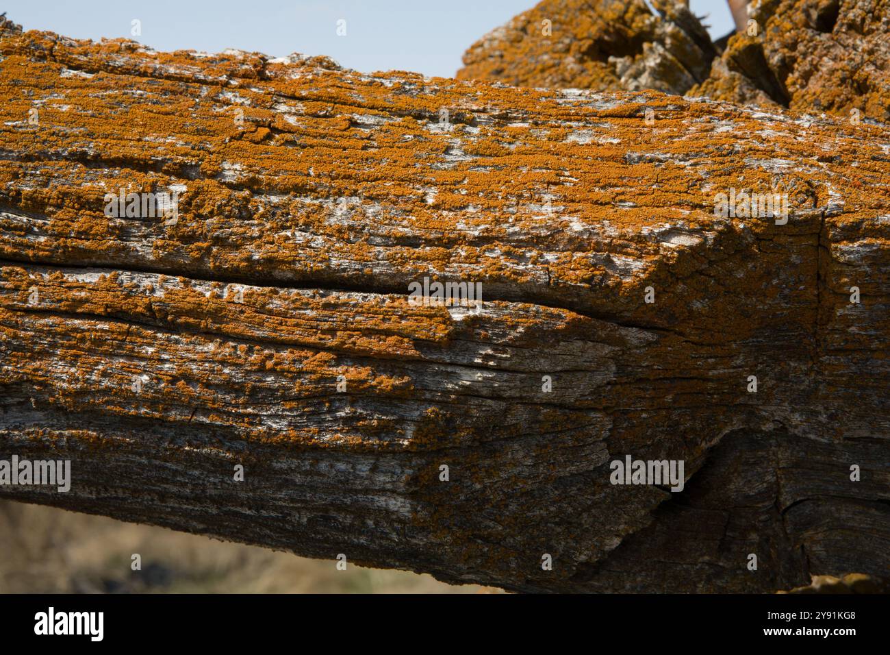Lichen covers corral rails of abandoned homestead. Inholding was bought ...