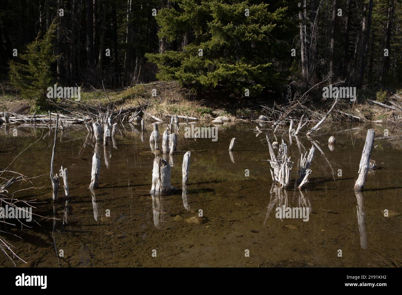 Bleached out stumps of long-ago harvested trees stand in an old beaver ...