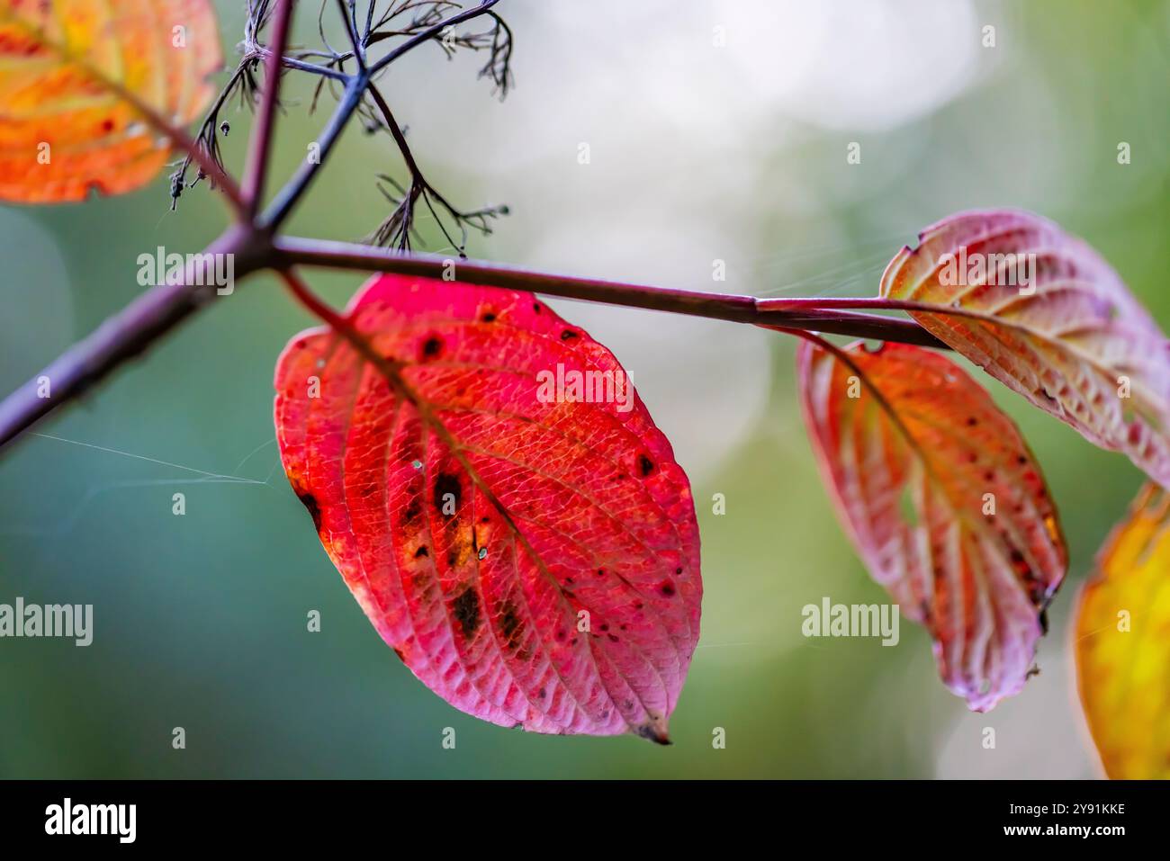 Pacific Dogwood, Cornus nuttallii, autumn leaves in Millersylvania ...