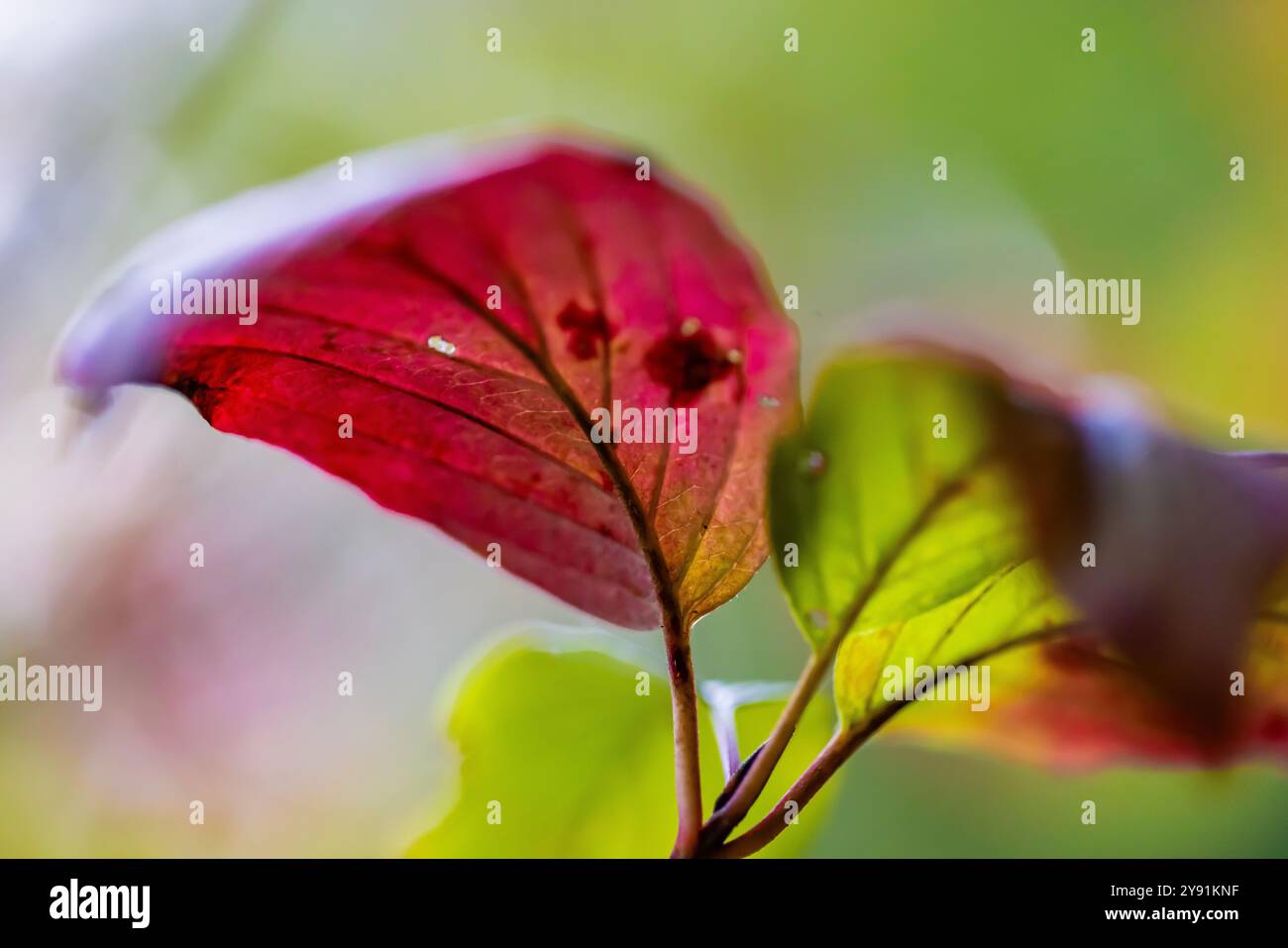 Pacific Dogwood, Cornus nuttallii, autumn leaves in Millersylvania ...