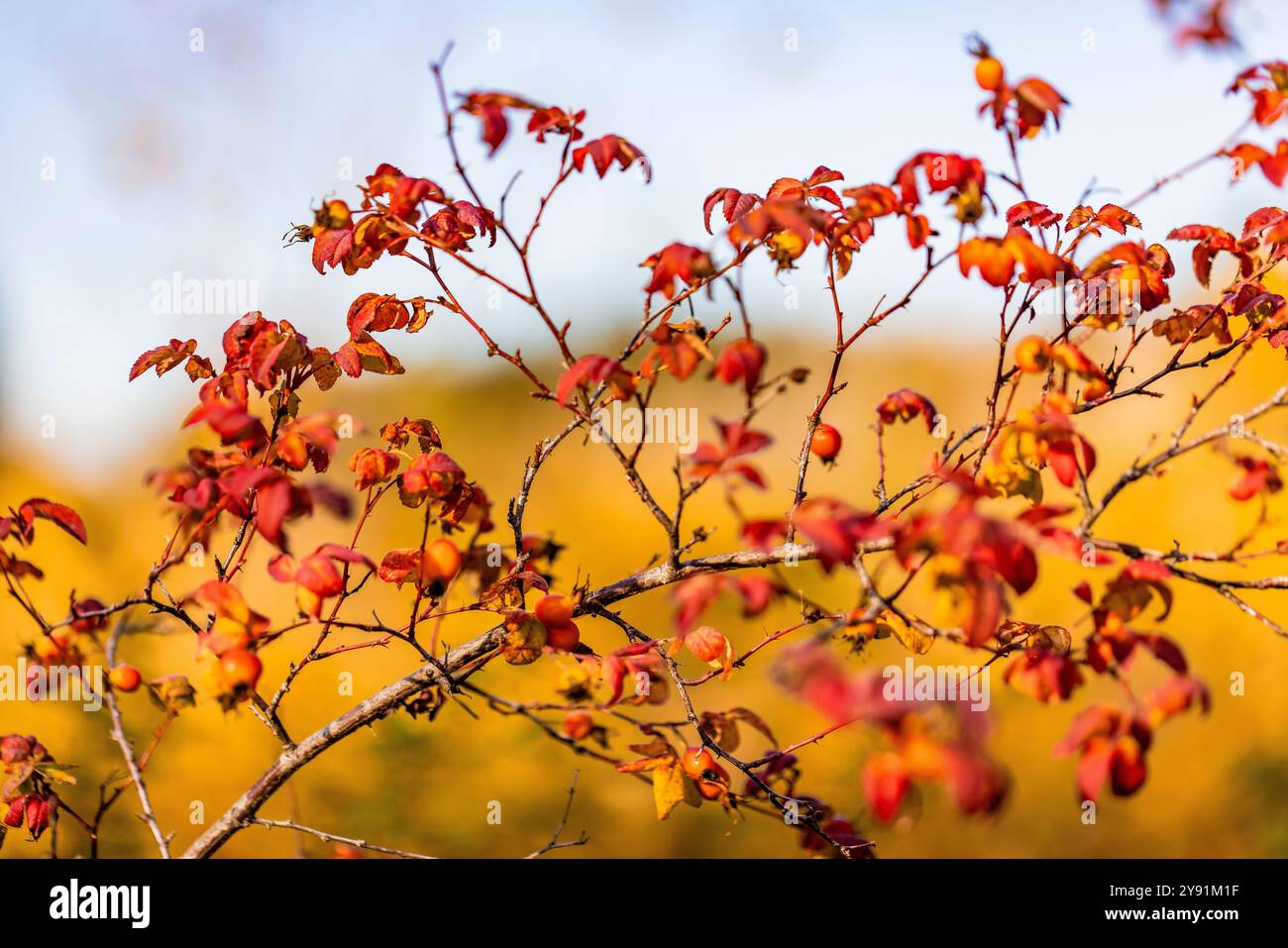 Wild Rose, Rosa spp., leaves and hips in Millersylvania State Park ...