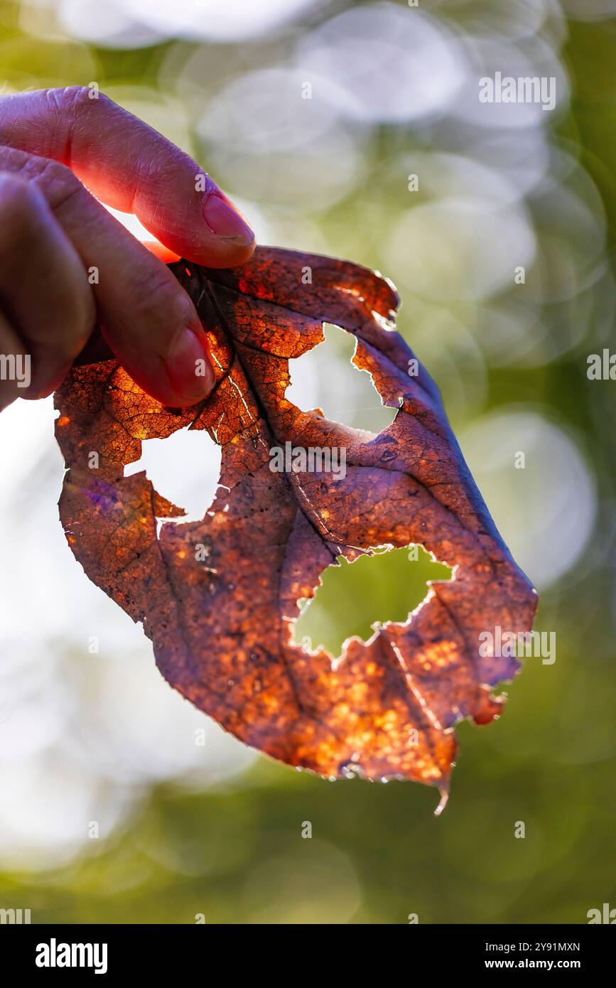 Leaf with a horror expression on its face in Millersylvania State Park ...