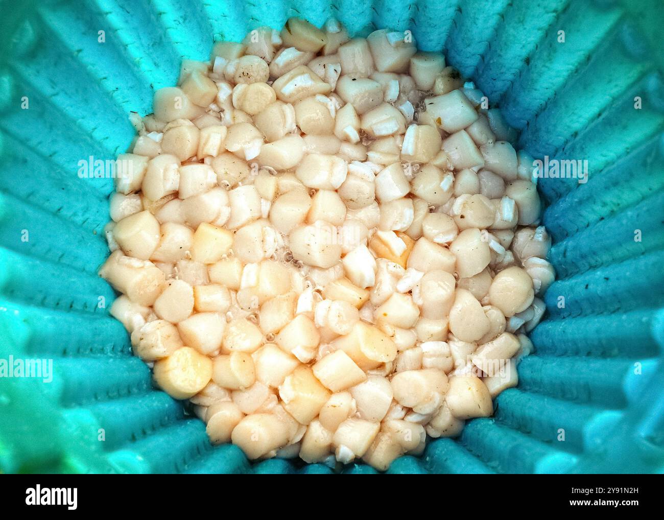 Close up photography of fresh shucked scallops in a teal color scale ...