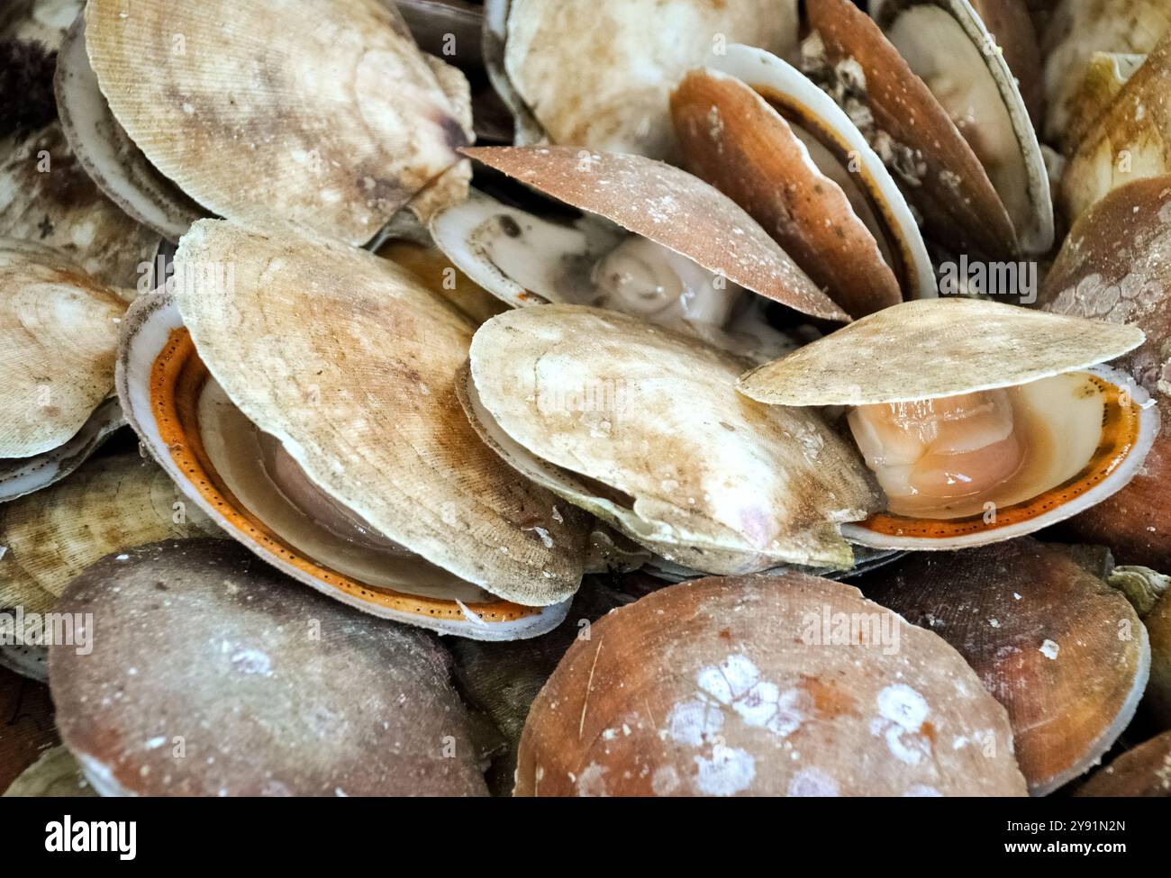 Close up photography of live scallops with open shells. Seafood, scallop, culinary, fresh, ocean ...