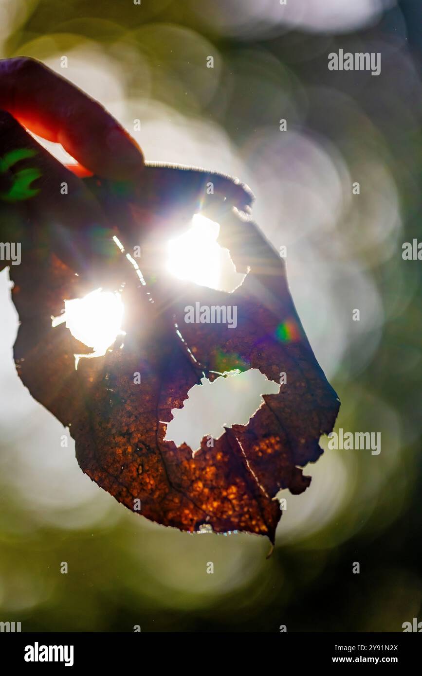 Leaf with a horror expression on its face in Millersylvania State Park ...