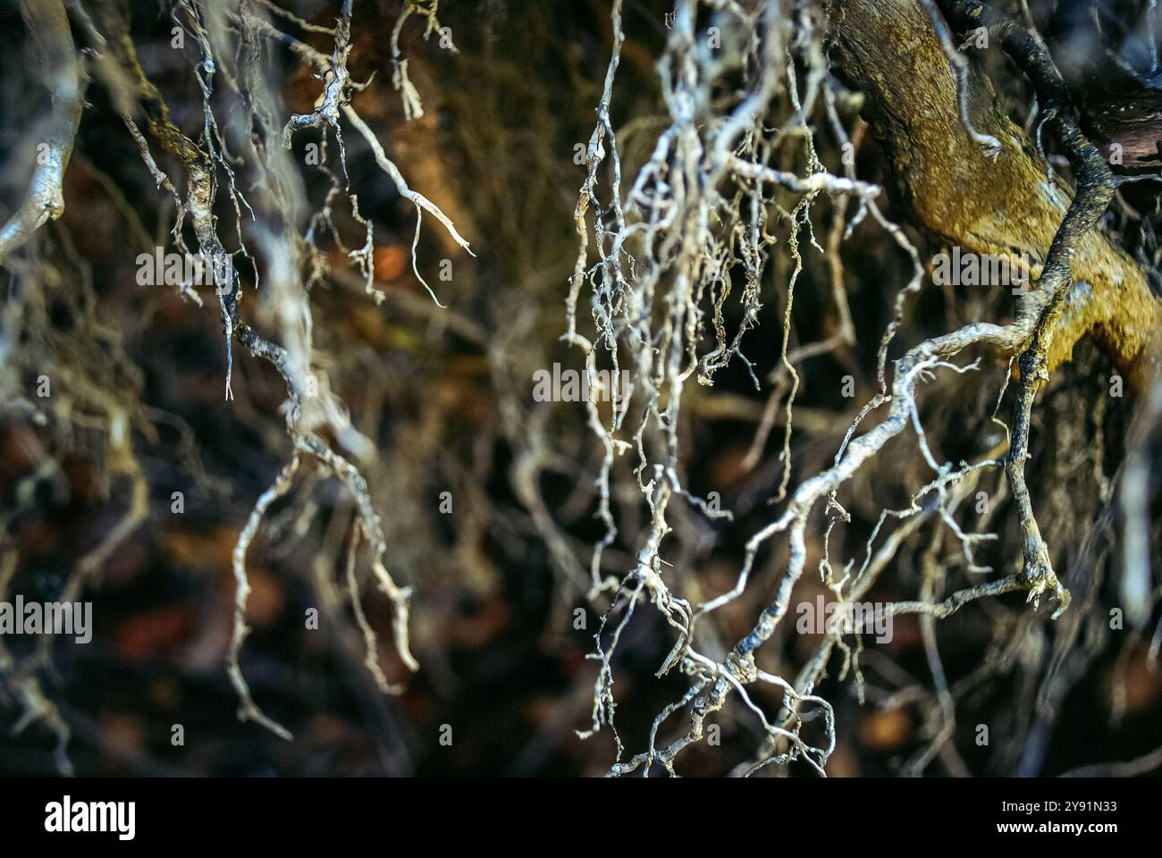 Close up photography of the roots of an uprooted tree. Root system ...
