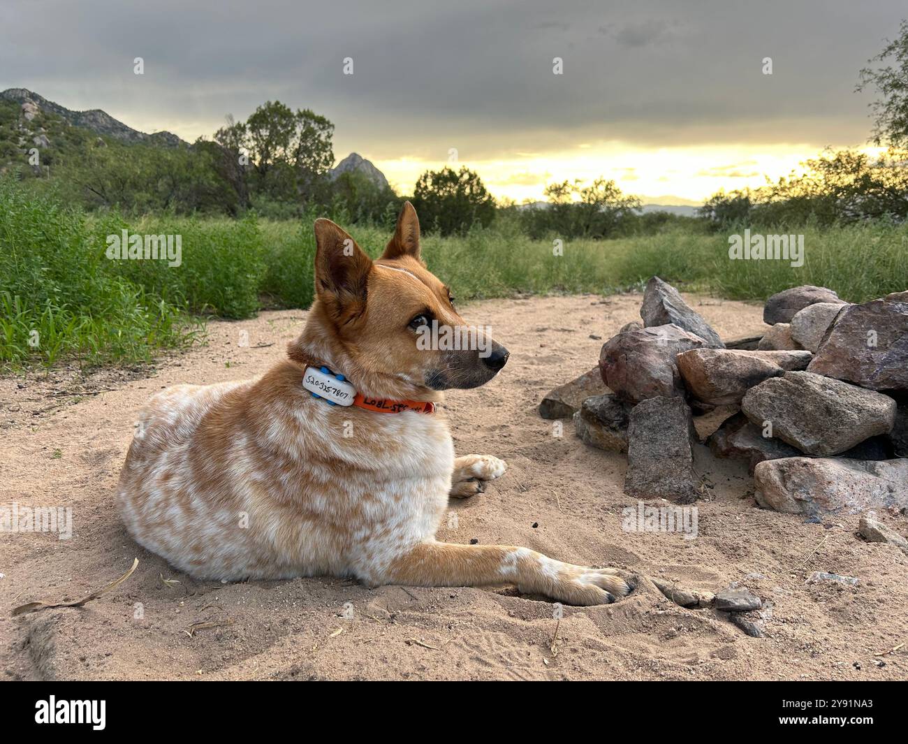 A red heeler takes a break while hiking. He wears a tracking collar ...