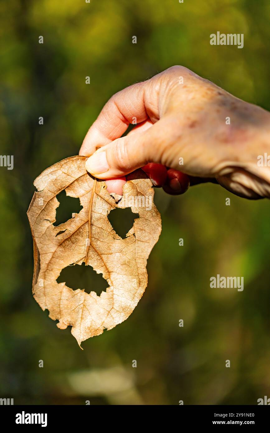 Leaf with a horror expression on its face in Millersylvania State Park ...