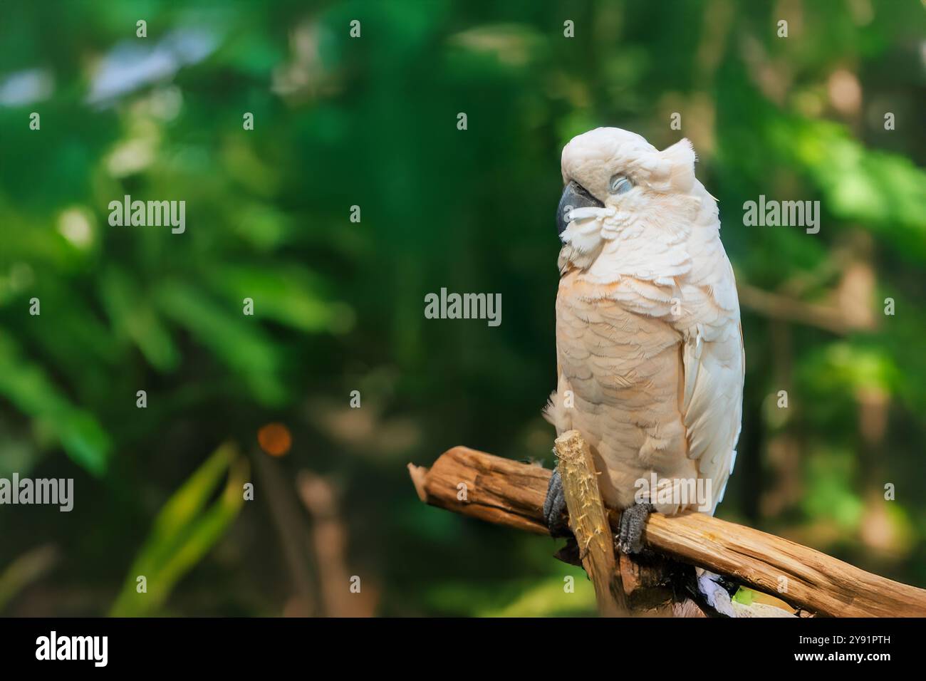 Vertical white cockatoo parrot hi-res stock photography and images - Alamy