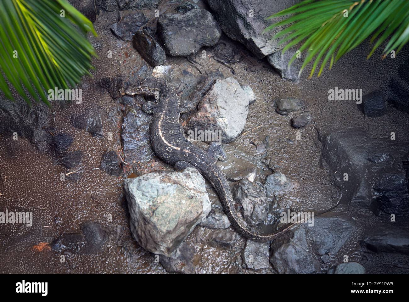 Komodo Dragon in Rainforest mud on Island. Komodo is lizard as dinosour ...
