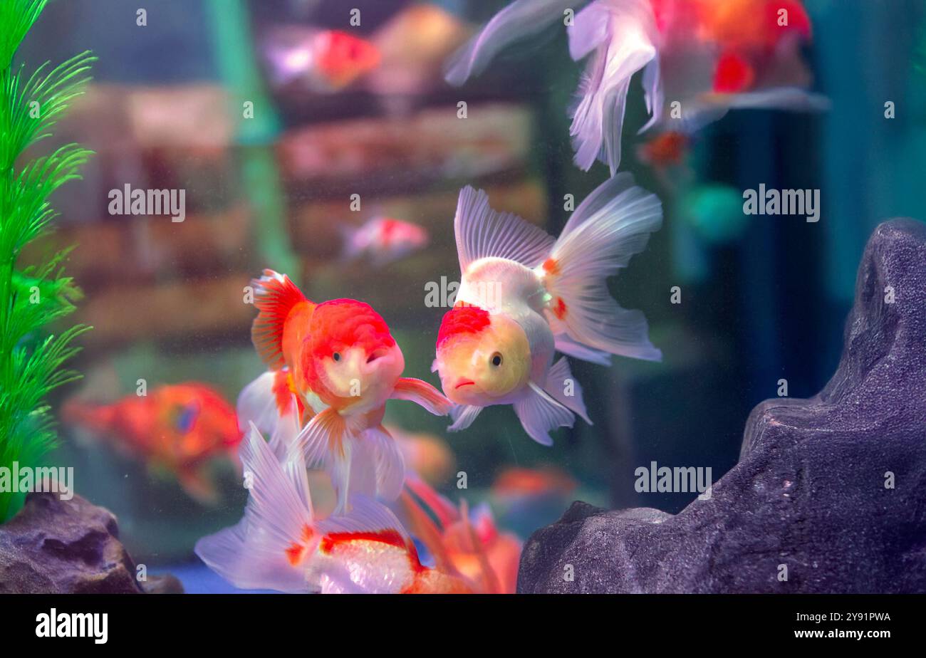 Red and white Oranda goldfish on aquarium background. Oranda goldfish (Carassius auratus fish is ...