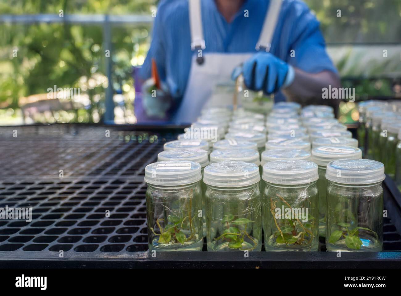 Planting jars to create new plants to grow and grow for the environment ...