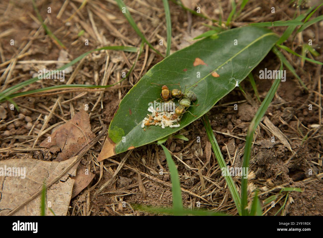 Small family of ant moving eggs and newborn bug life on green leaf at ...