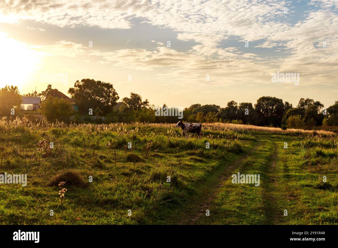 Rural pastoral landscape with grazing cow on sunset background Stock ...