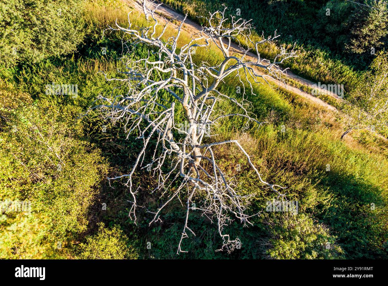 Aerial view of the branchy top of a withered dead tree Stock Photo - Alamy